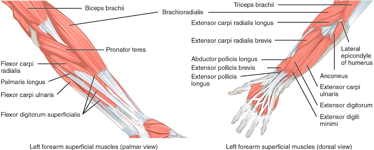 Tendinite e Dolori all'Avambraccio: Guida Introduttiva I Farecome